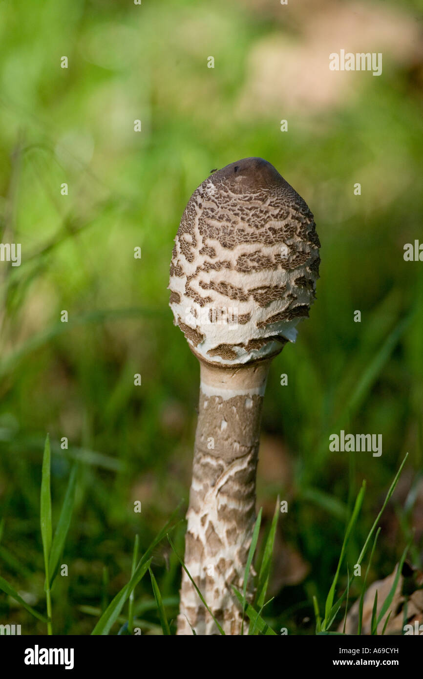 Inkcap toadstools in field Stock Photo - Alamy