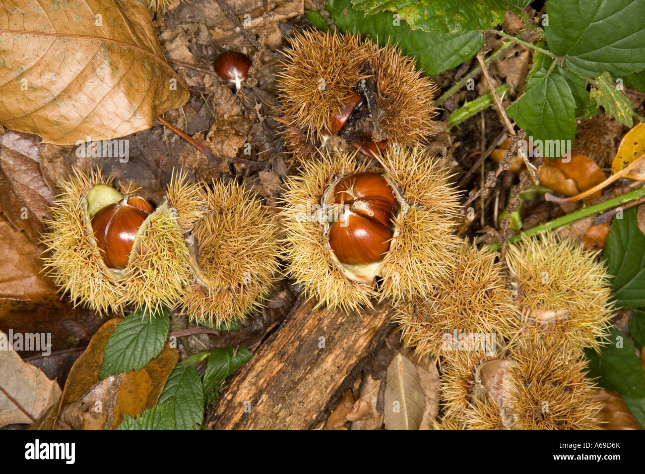 Sweet chestnuts on woodland floor Stock Photo - Alamy