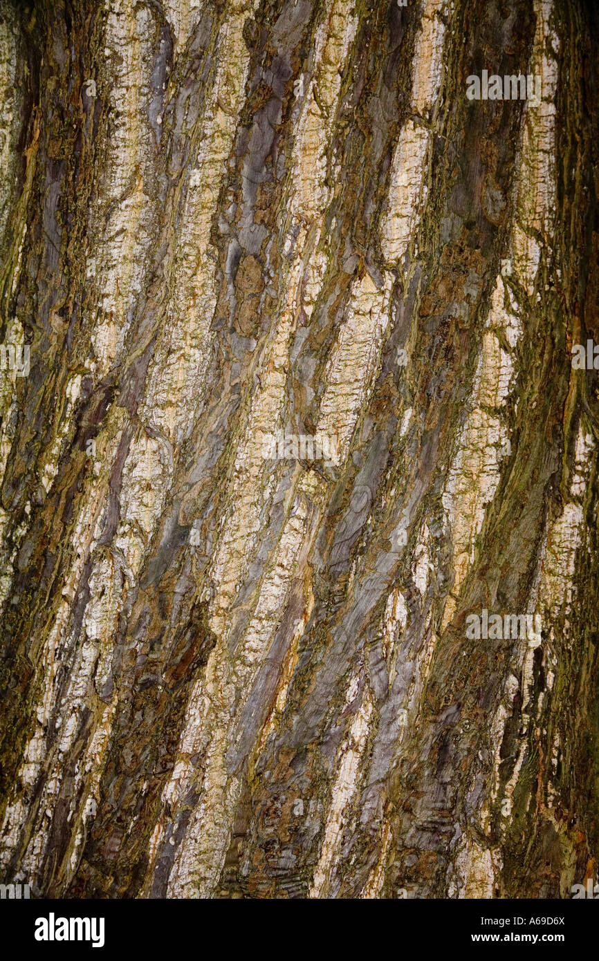 Bark on sweet chestnut tree Stock Photo - Alamy