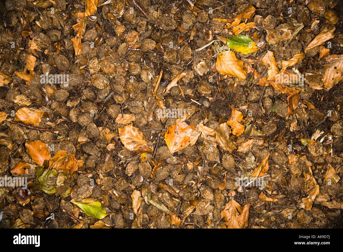 Plentiful harvest of beech mast Stock Photo - Alamy