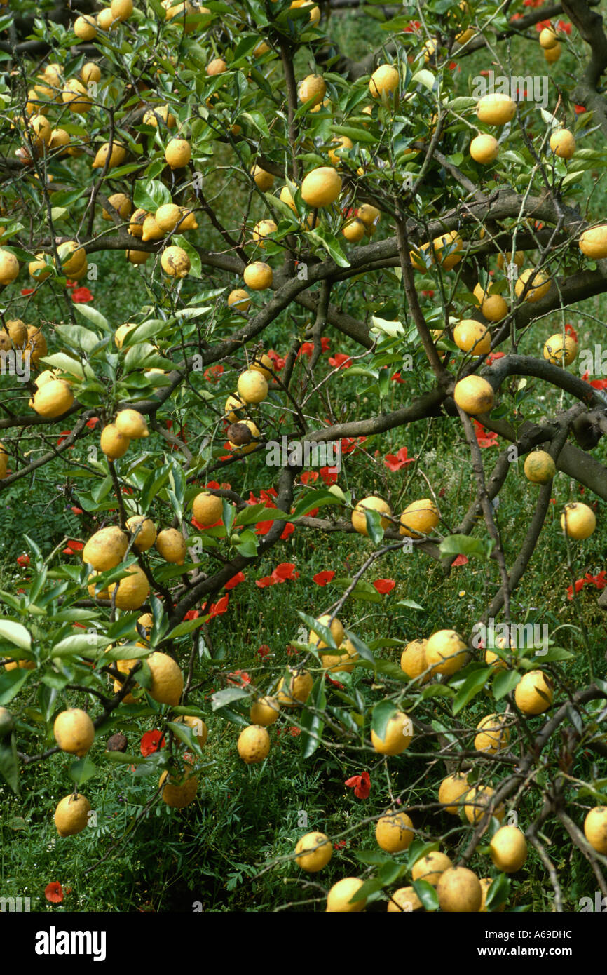 Capri Italy Lemon groves Stock Photo - Alamy