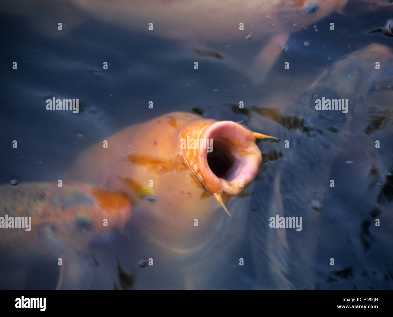 Carp opening its mouth above the water for food Stock Photo - Alamy