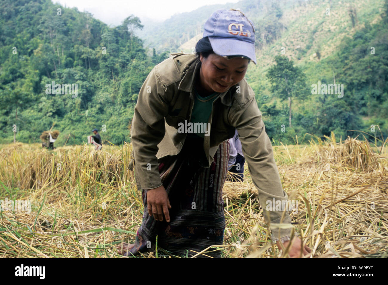 female farmer working on the field during the harvest of rice. Laos ...