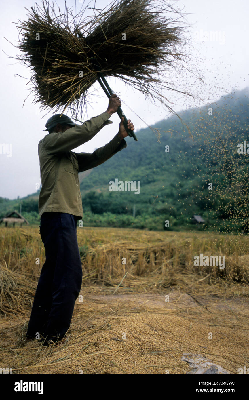 Thrashing the grain hi-res stock photography and images - Alamy