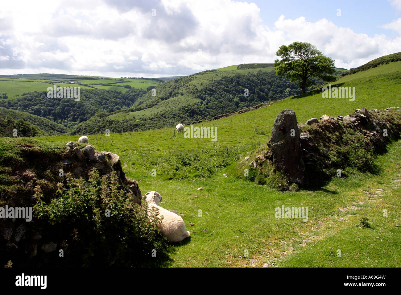 UK England Devon Countisbury Hill sheep Stock Photo - Alamy