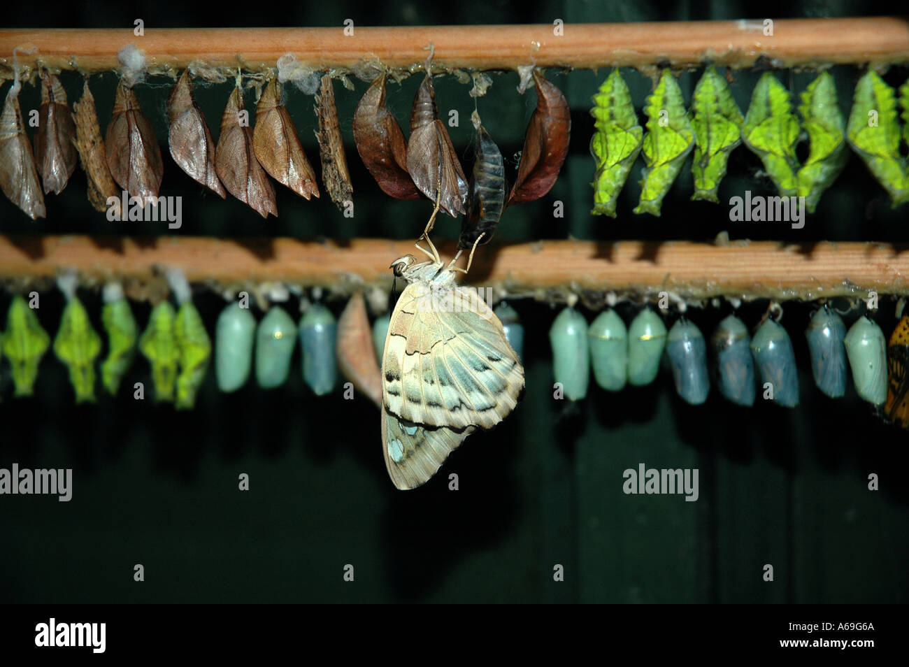 Emerging insect hi-res stock photography and images - Alamy