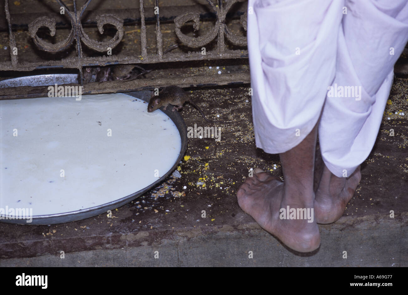 Karni Mata Mandir rat temple Deshnoke Stock Photo - Alamy