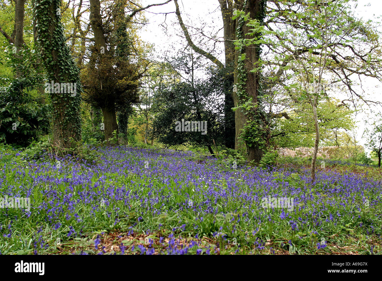 UK Wales Gwent Monmouth The Kymin Bluebells Stock Photo - Alamy