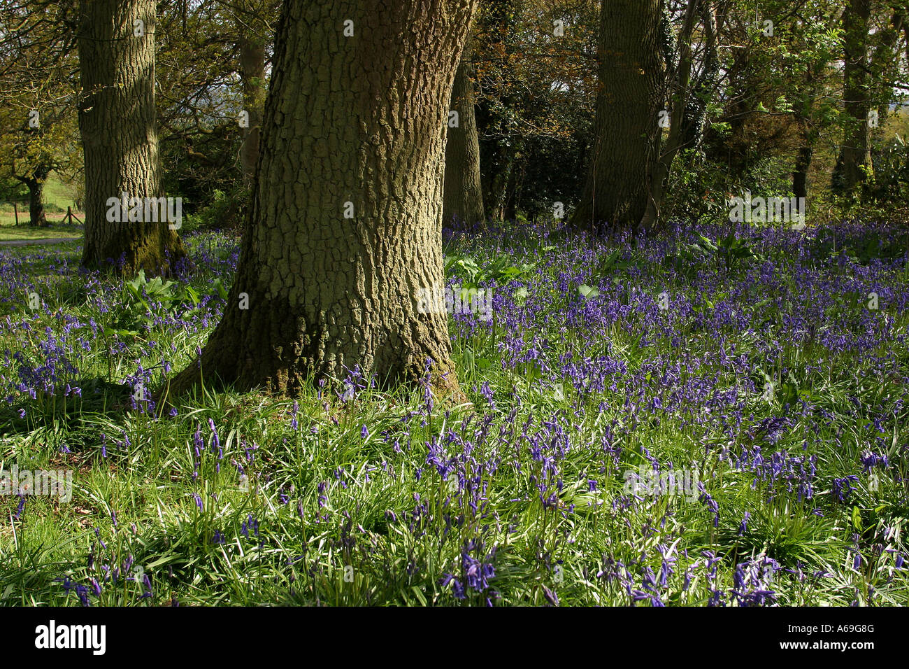 Woodand walk hi-res stock photography and images - Alamy