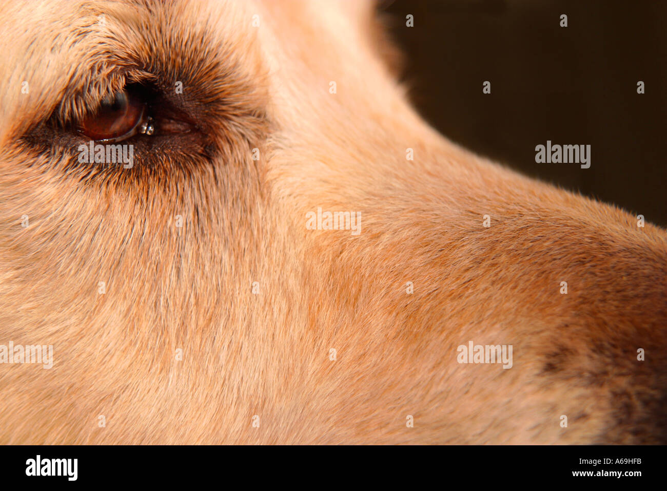 Hunting lab hi-res stock photography and images - Alamy