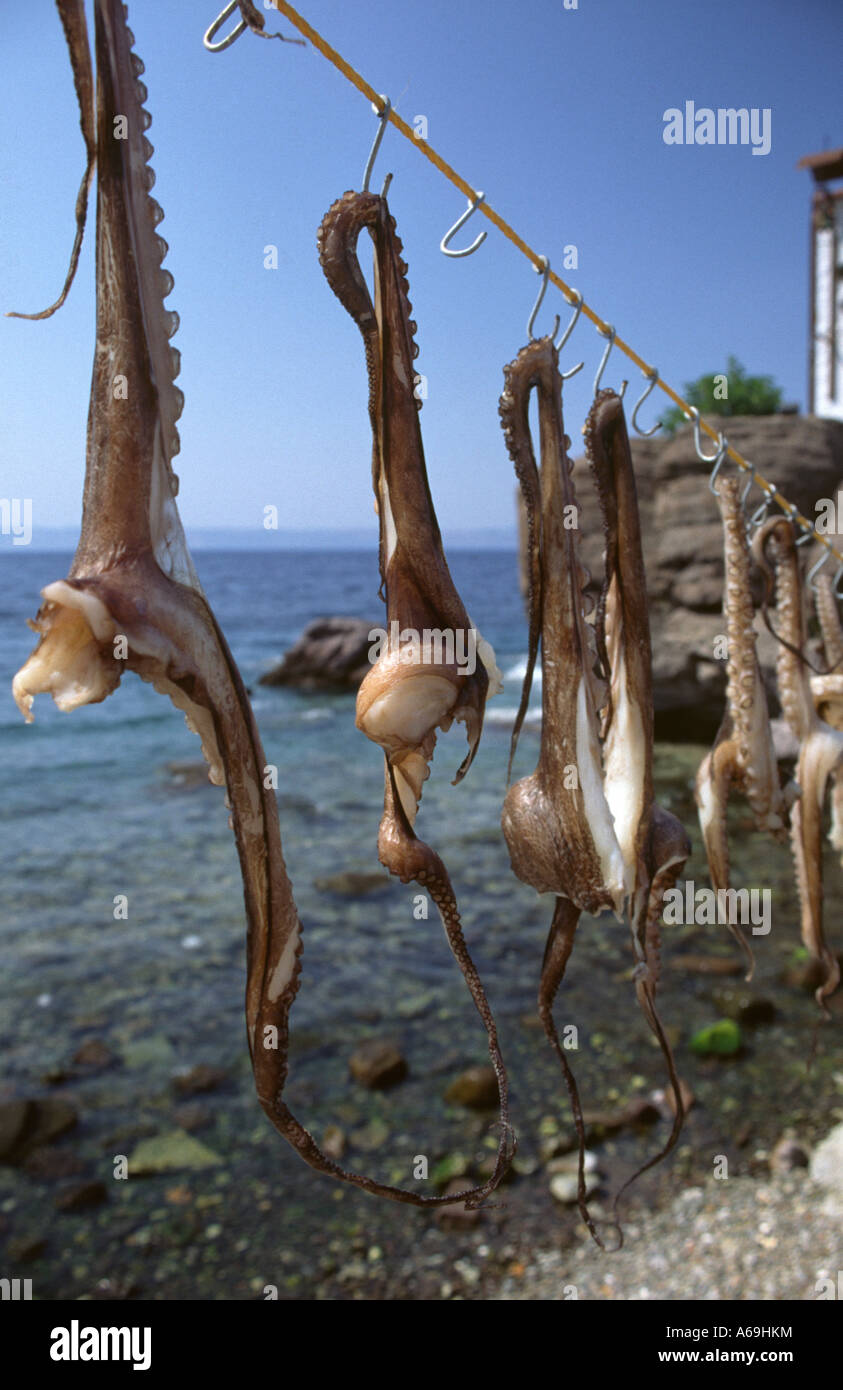 Squid drying at Skala Sikimias, Lesbos, Greek Islands Stock Photo - Alamy