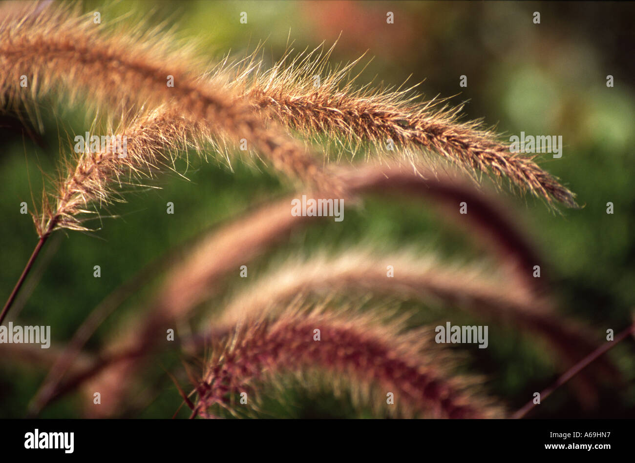 Feathery grass hi-res stock photography and images - Alamy