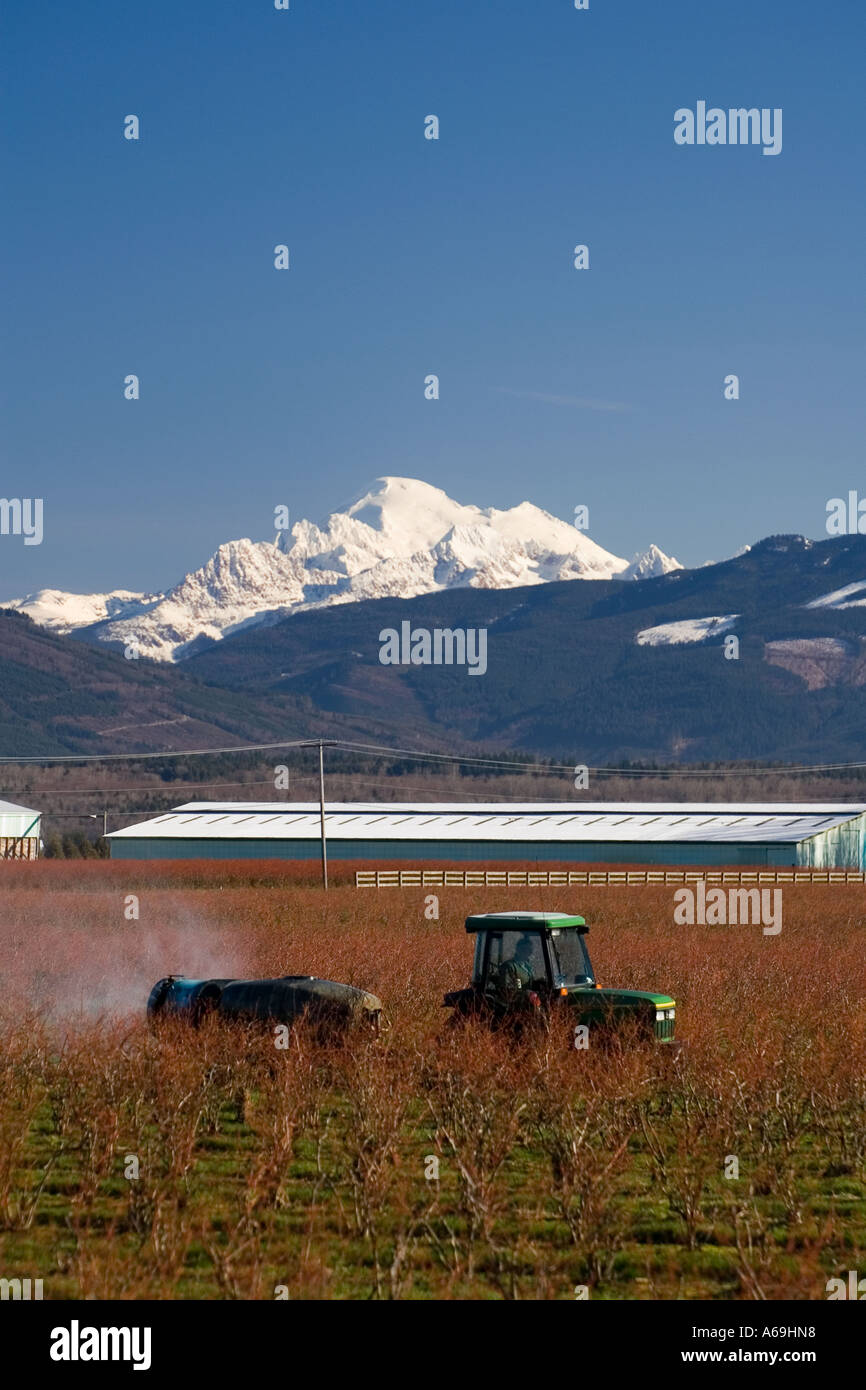 farmer driving tractor spraying field of leafless blueberry bushes in ...