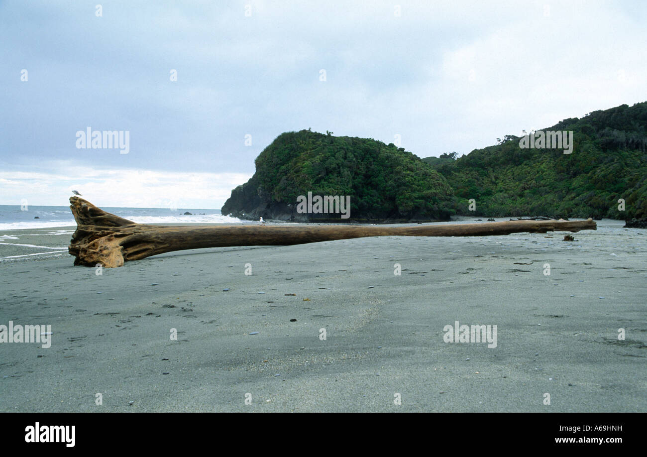 Tree trunk washed up on beach on west coast of South Island, New ...