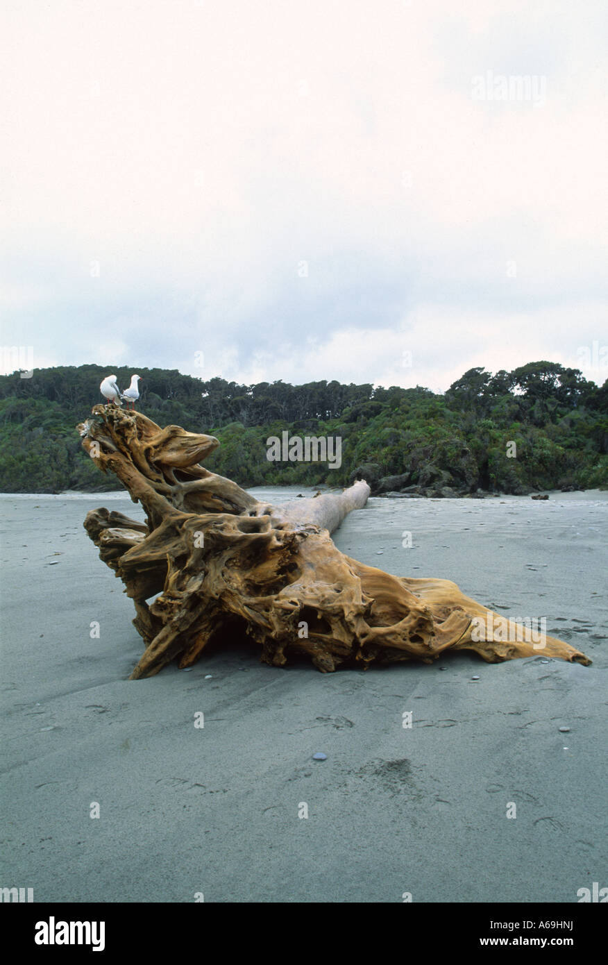 Tree trunk washed up on beach on west coast of South Island, New ...