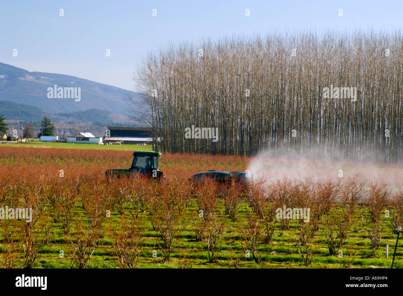 farmer driving tractor spraying leafless blueberry bushes in February ...