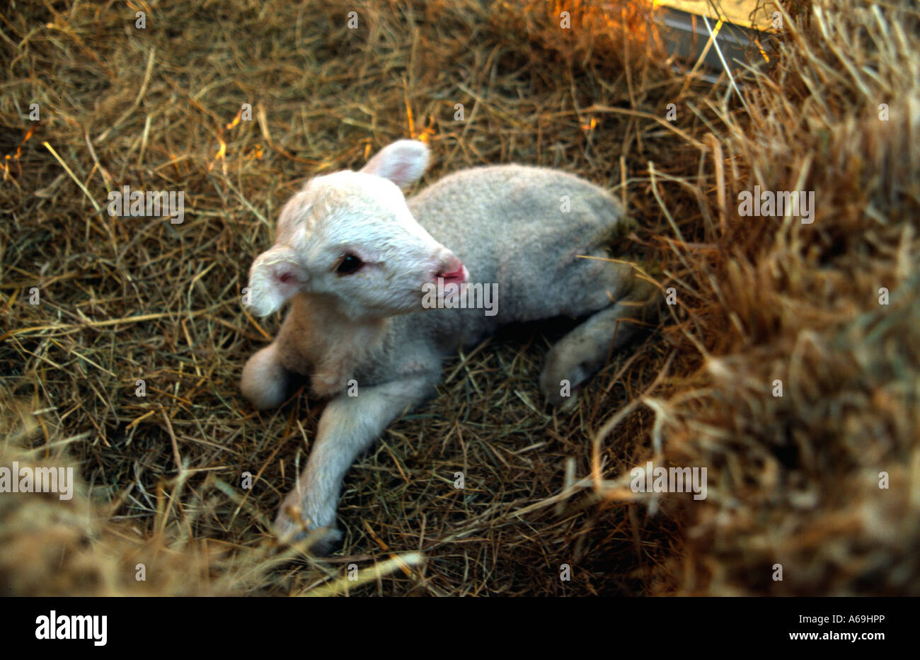 Orphaned lamb in shed, Hamilton, New Zealand Stock Photo - Alamy