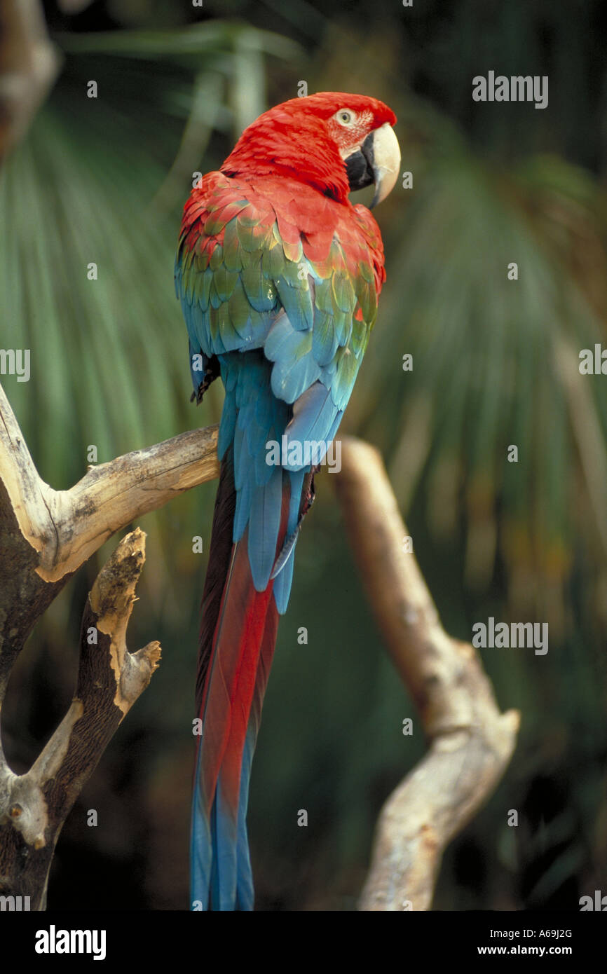 Macaw parrot perches on tree limb Stock Photo - Alamy