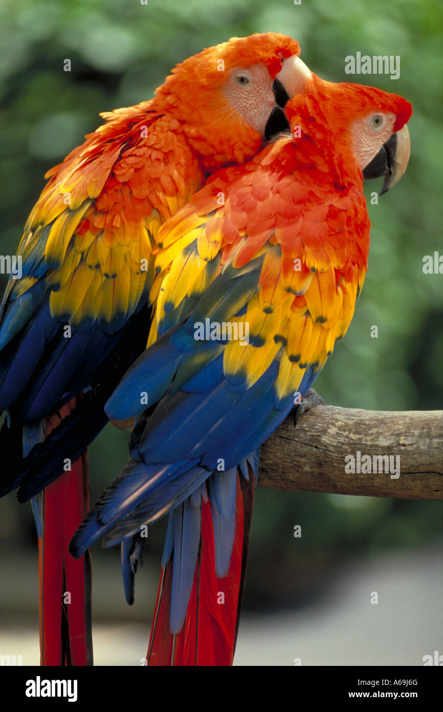 Two very colorful Macaws Stock Photo - Alamy