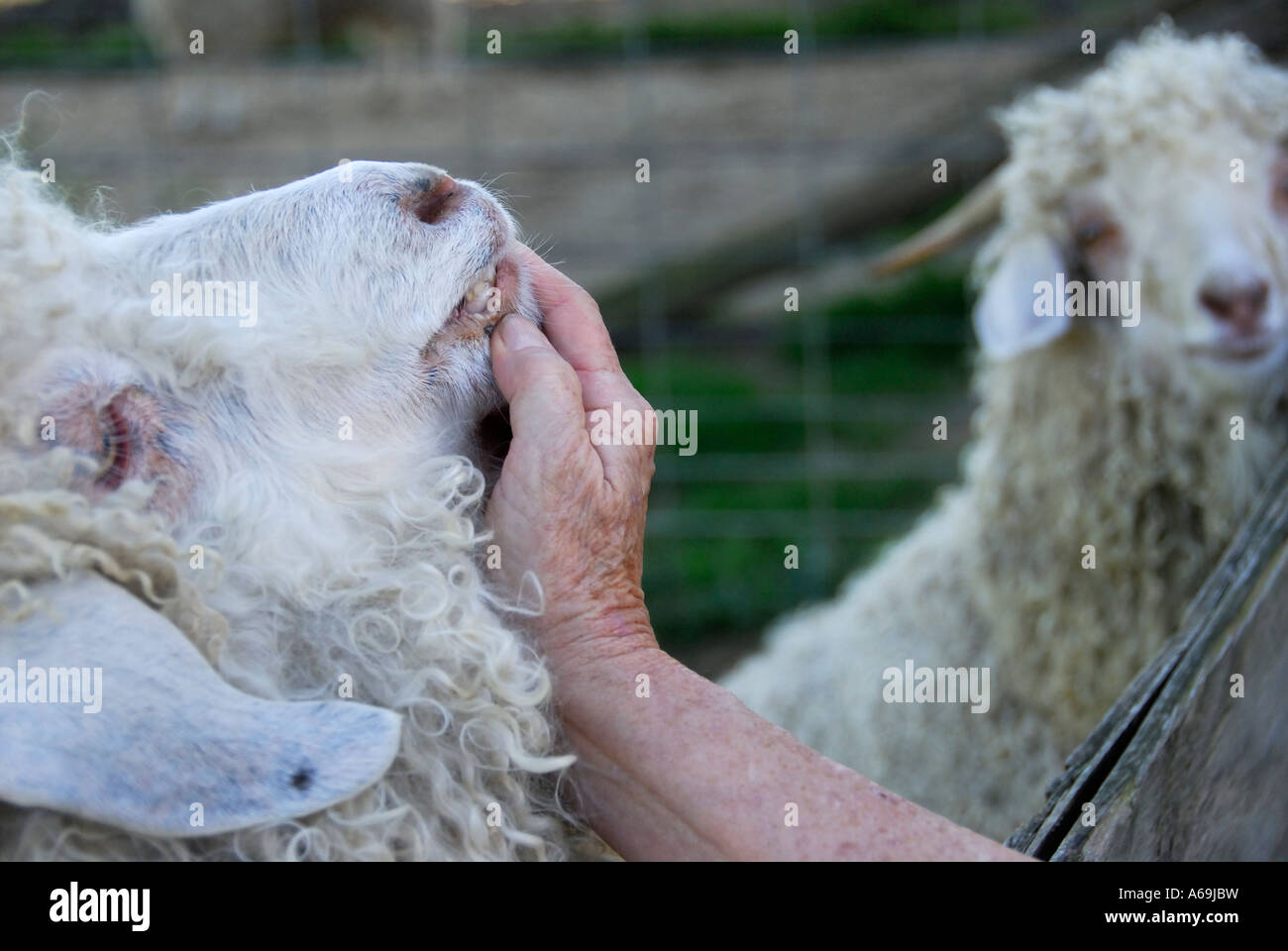 Goat teeth hi-res stock photography and images - Alamy