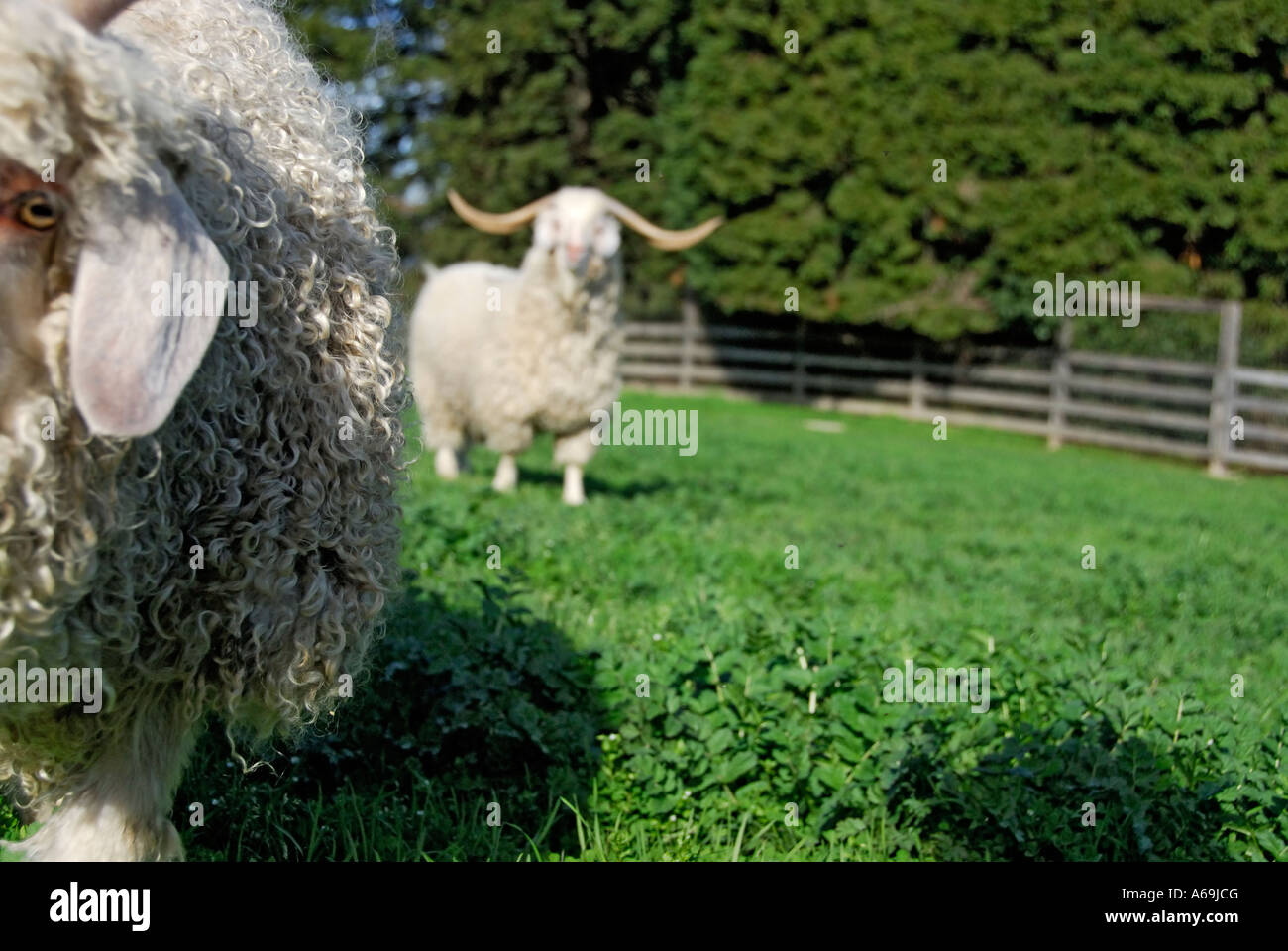 "Angora goat, USA Stock Photo - Alamy