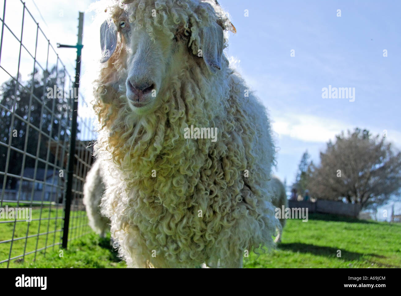 "Angora goat, USA Stock Photo - Alamy