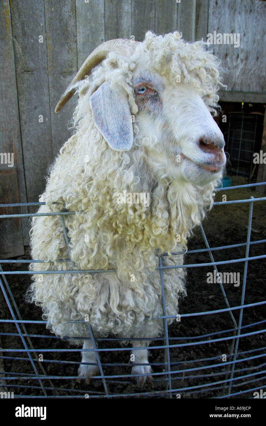"Angora goat, USA Stock Photo - Alamy