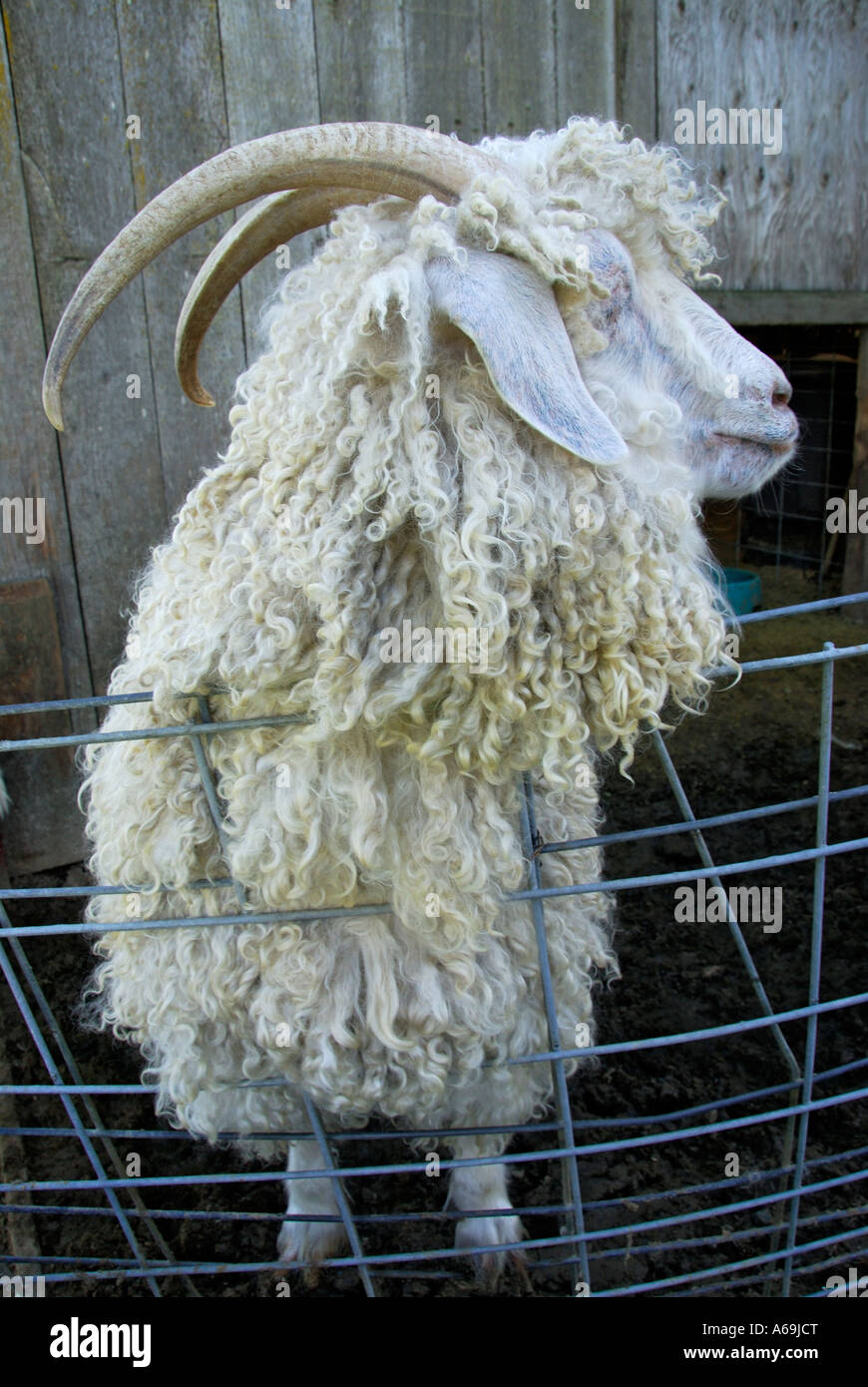 "Angora goat, USA Stock Photo - Alamy