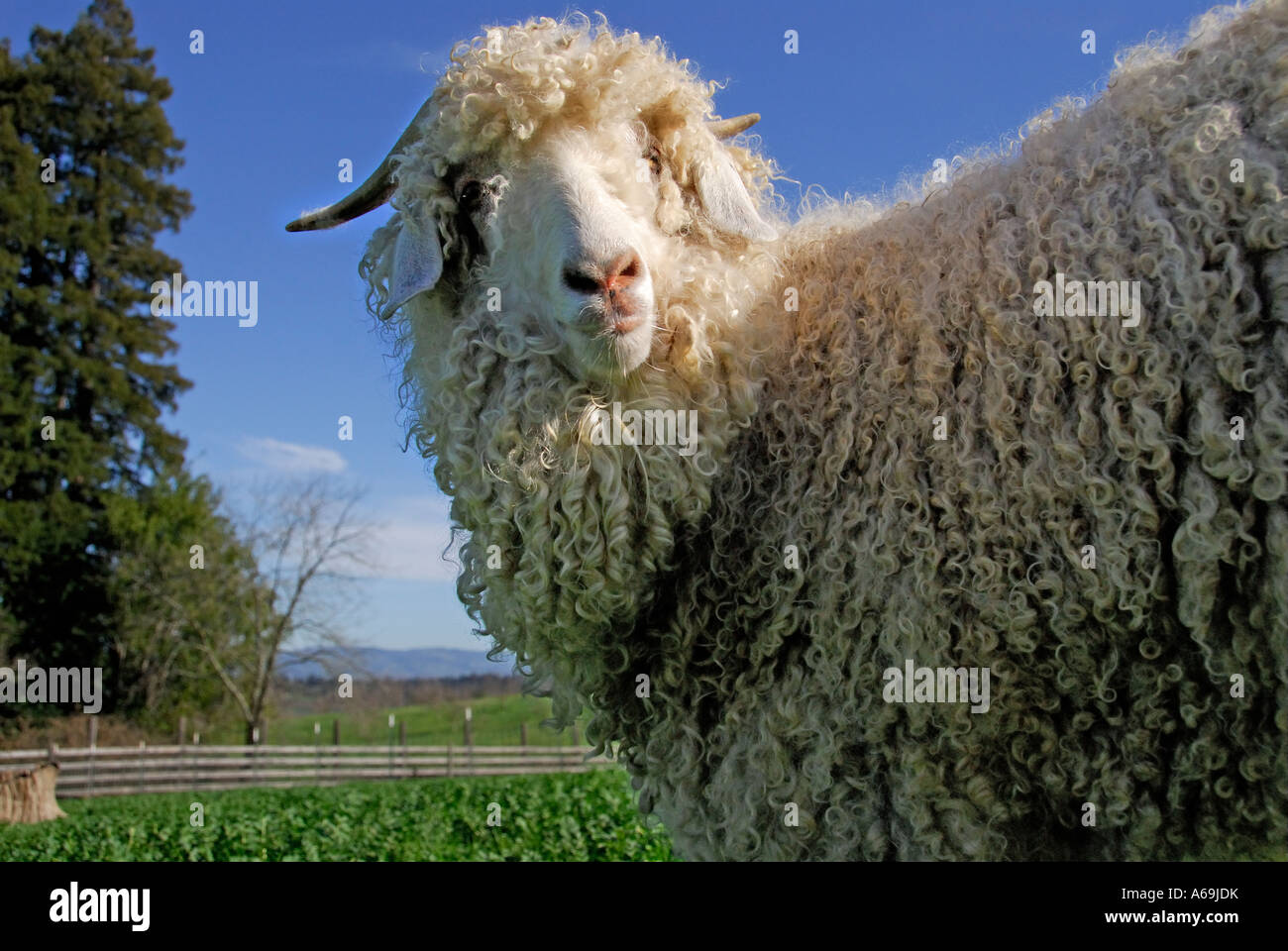 "Angora goat, USA Stock Photo - Alamy