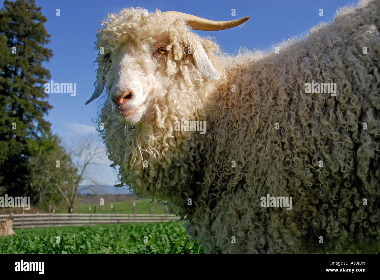 "Angora goat, USA Stock Photo - Alamy
