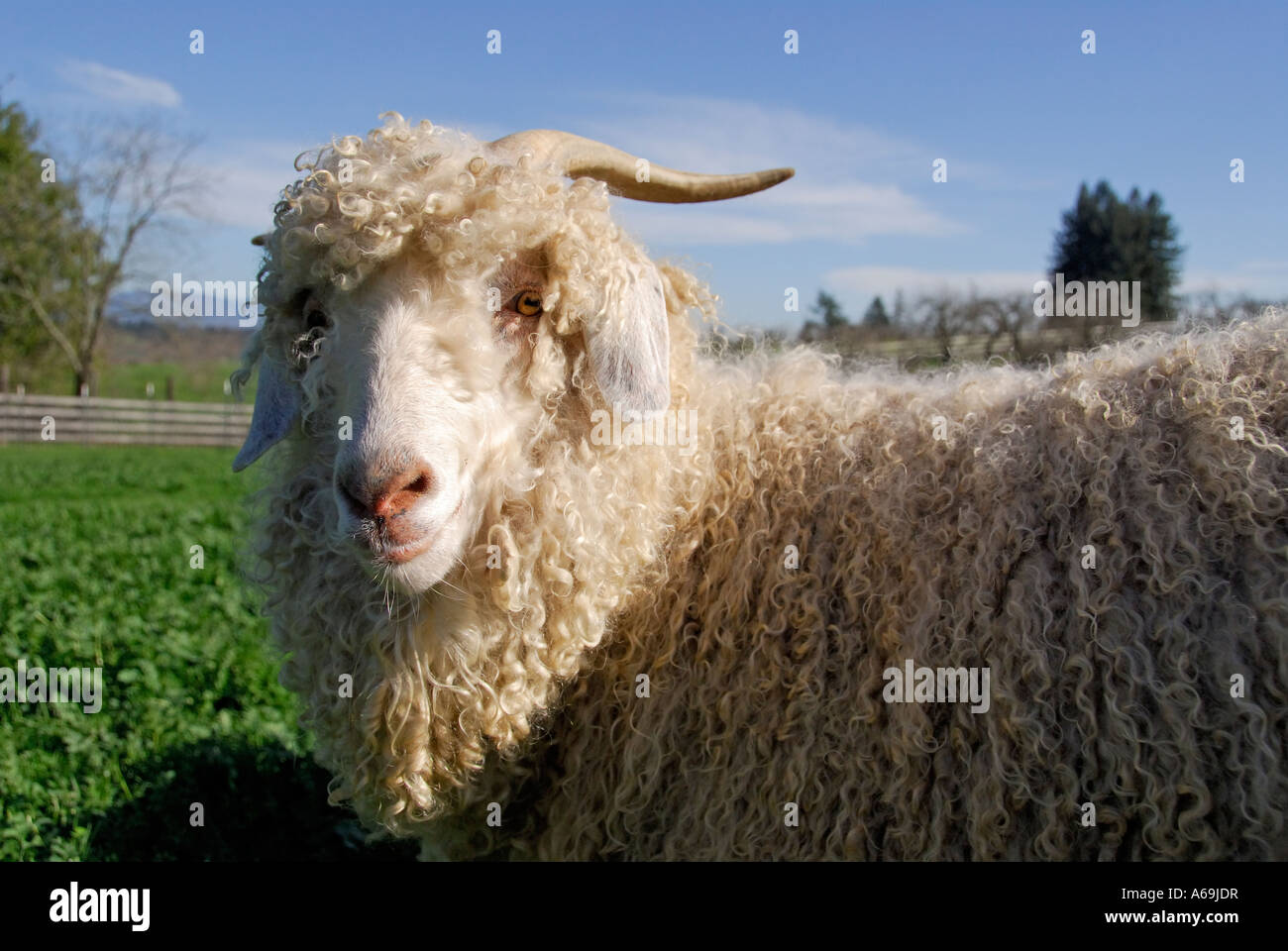 "Angora goat, USA Stock Photo - Alamy