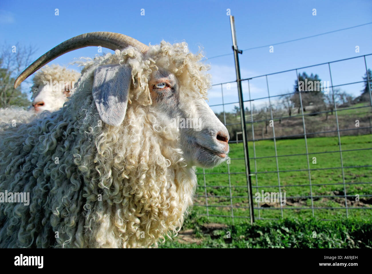 "Angora goat, USA Stock Photo - Alamy