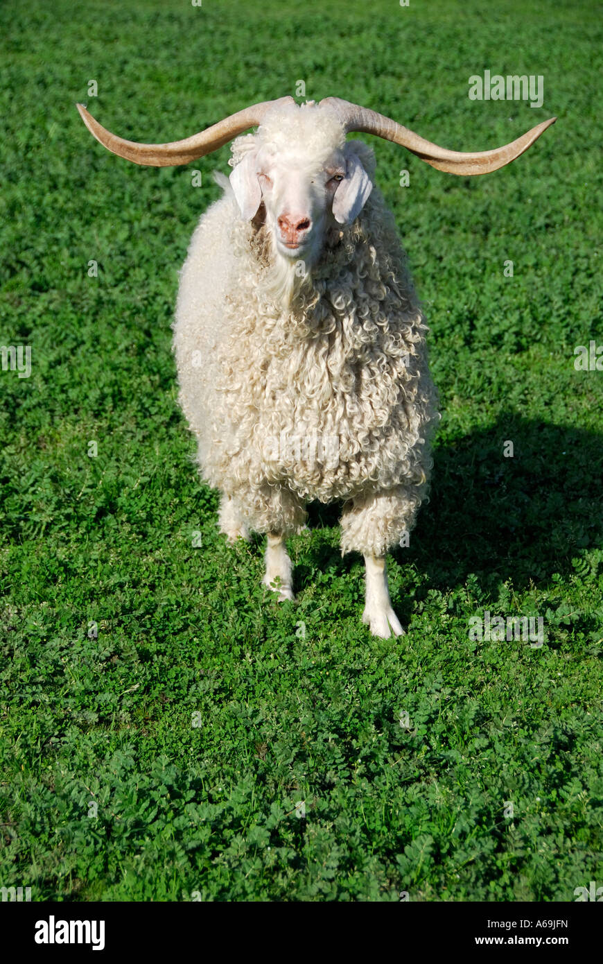 "Angora goat ram, USA Stock Photo - Alamy