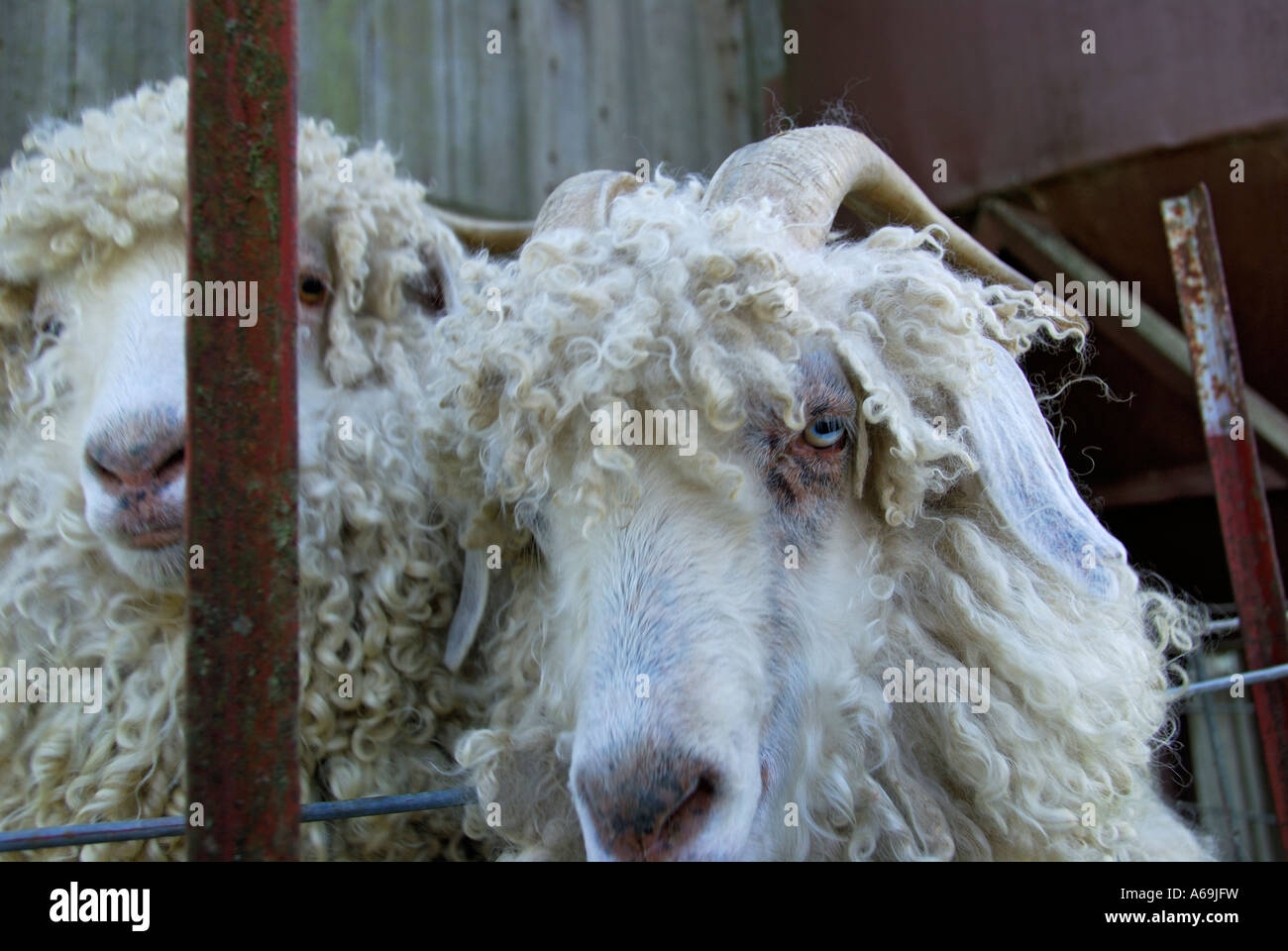 "Angora goat, USA Stock Photo - Alamy