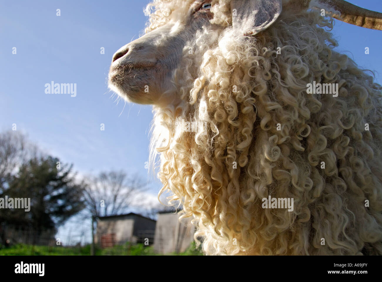 "Angora goat, USA Stock Photo - Alamy