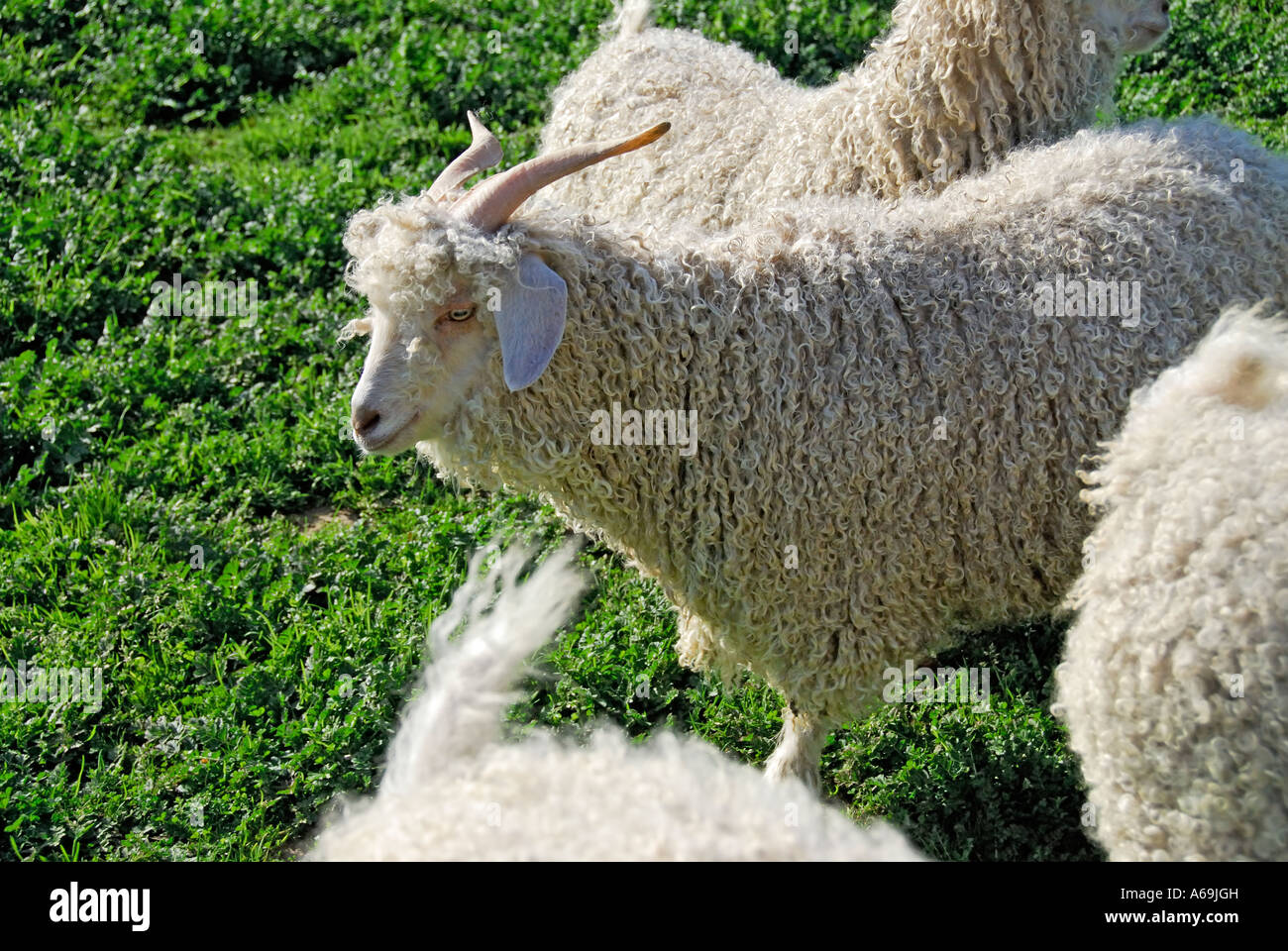 "Angora goat, USA Stock Photo - Alamy