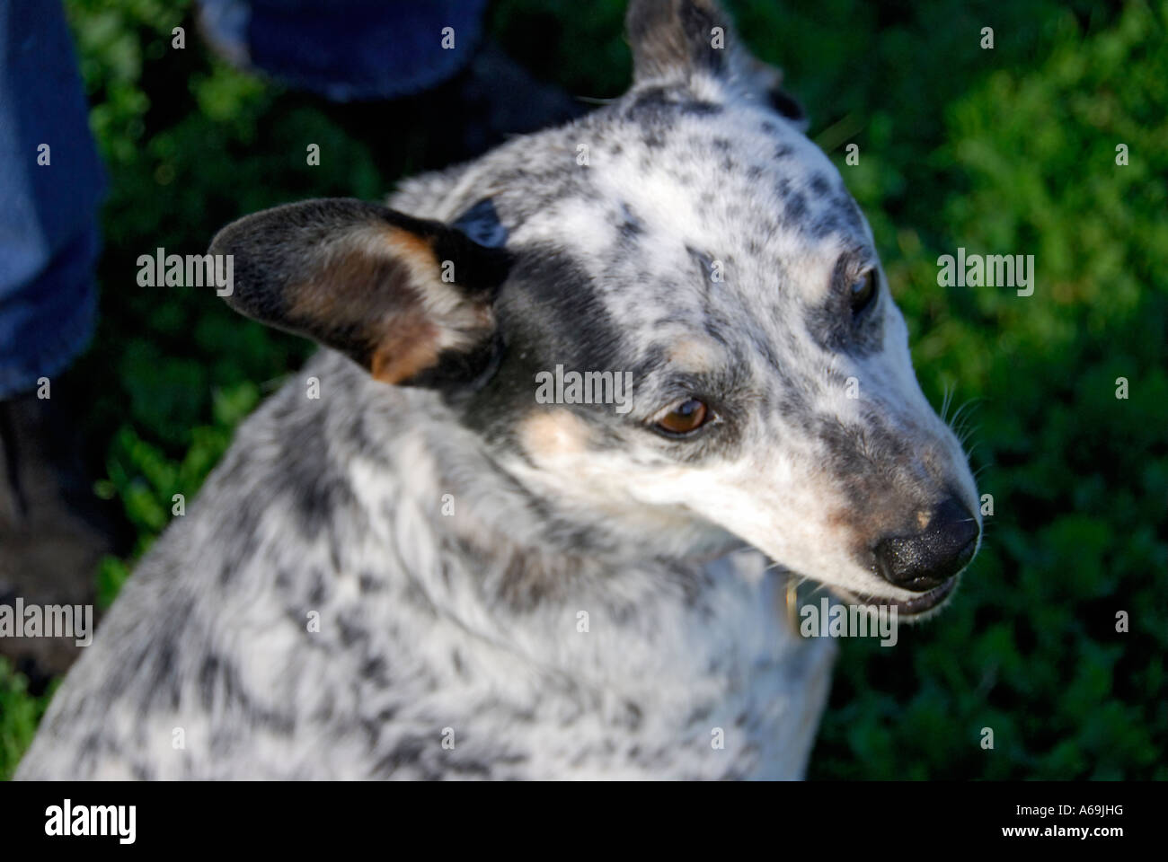 "Small mongrel dog Stock Photo - Alamy