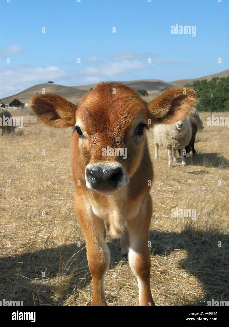 "Young calf in field, sheep in background, California Stock Photo - Alamy