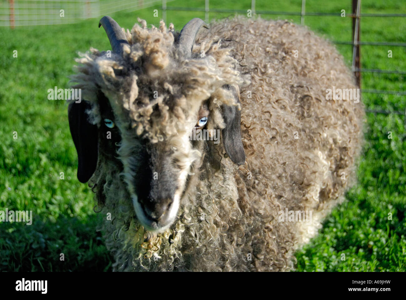 "Young "badger-faced" goat Stock Photo - Alamy