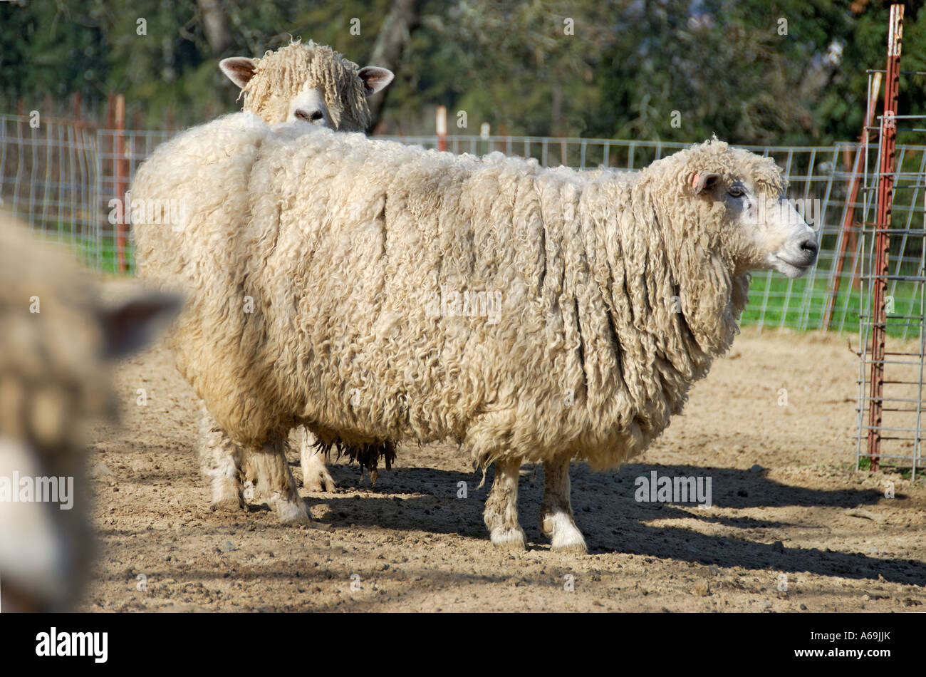 "Lincoln Merino ewes Stock Photo - Alamy