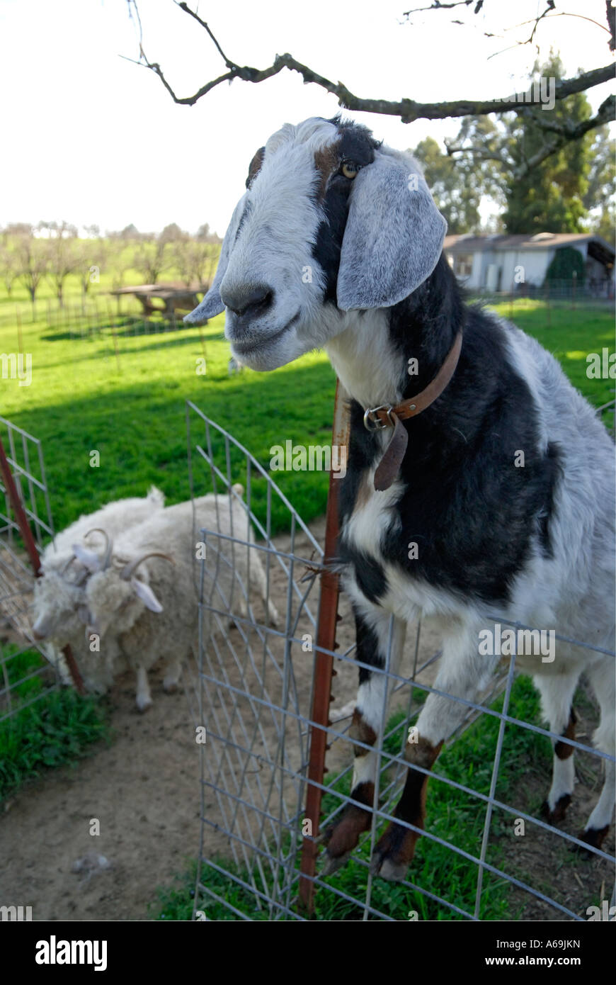 "Goats, "Angora goat" in background, USA Stock Photo - Alamy