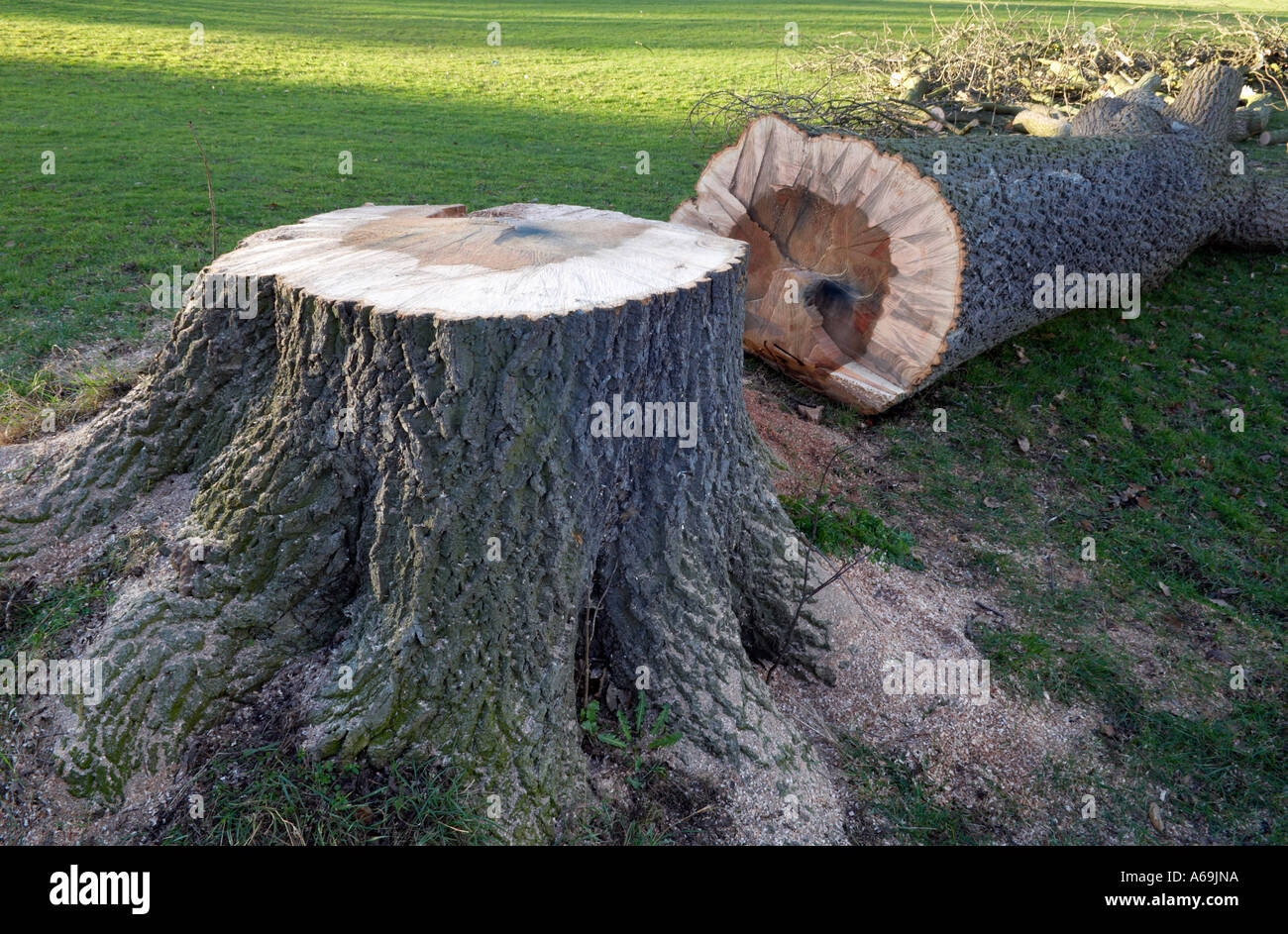 Large freshly felled tree Stock Photo - Alamy