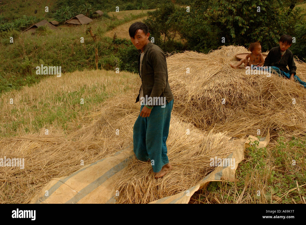 A Blue Hmong indigenous man in traditional cloth works on his rice ...