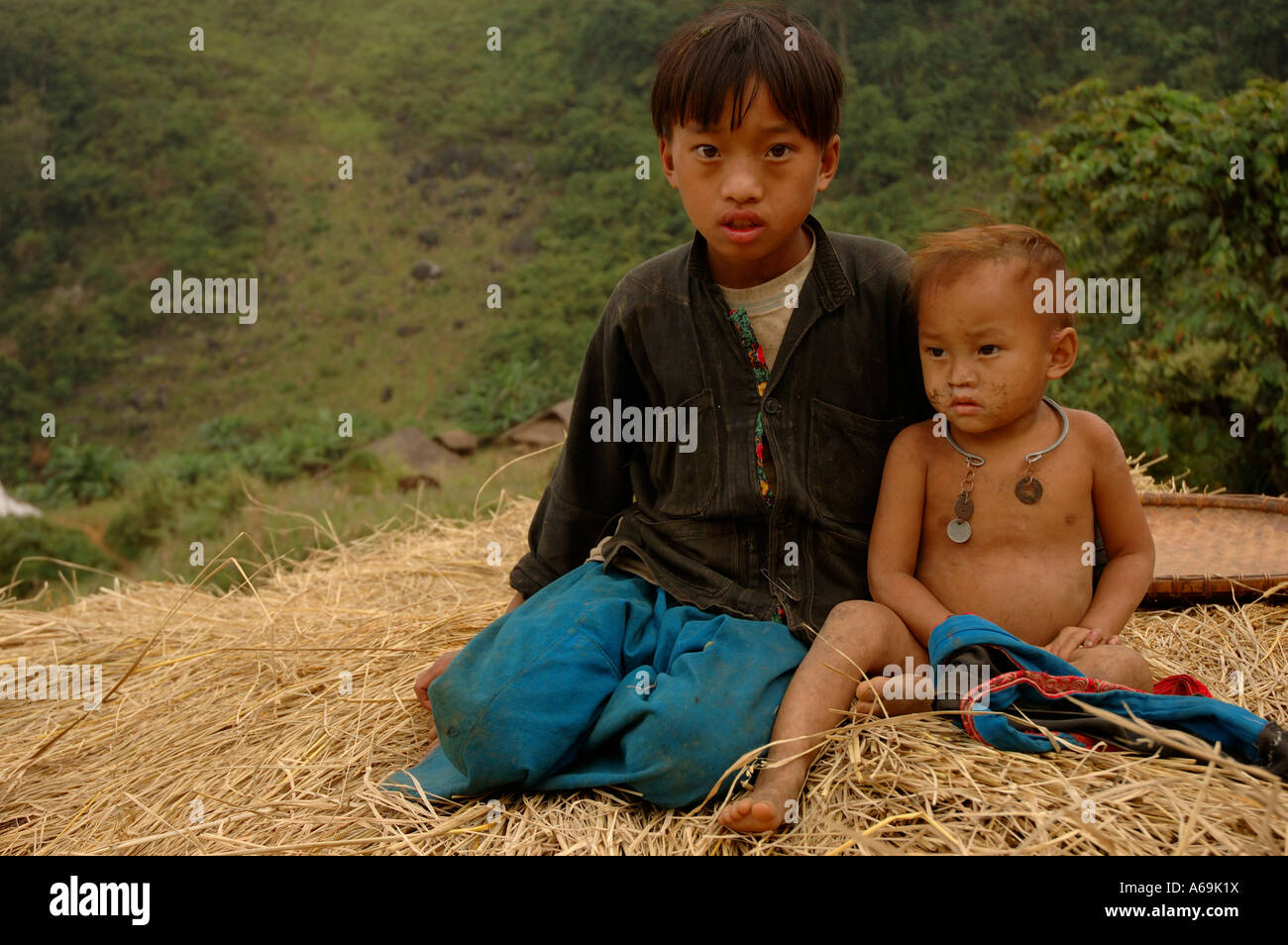 Blue Hmong indigenous boys watch their father harvest rice for the ...