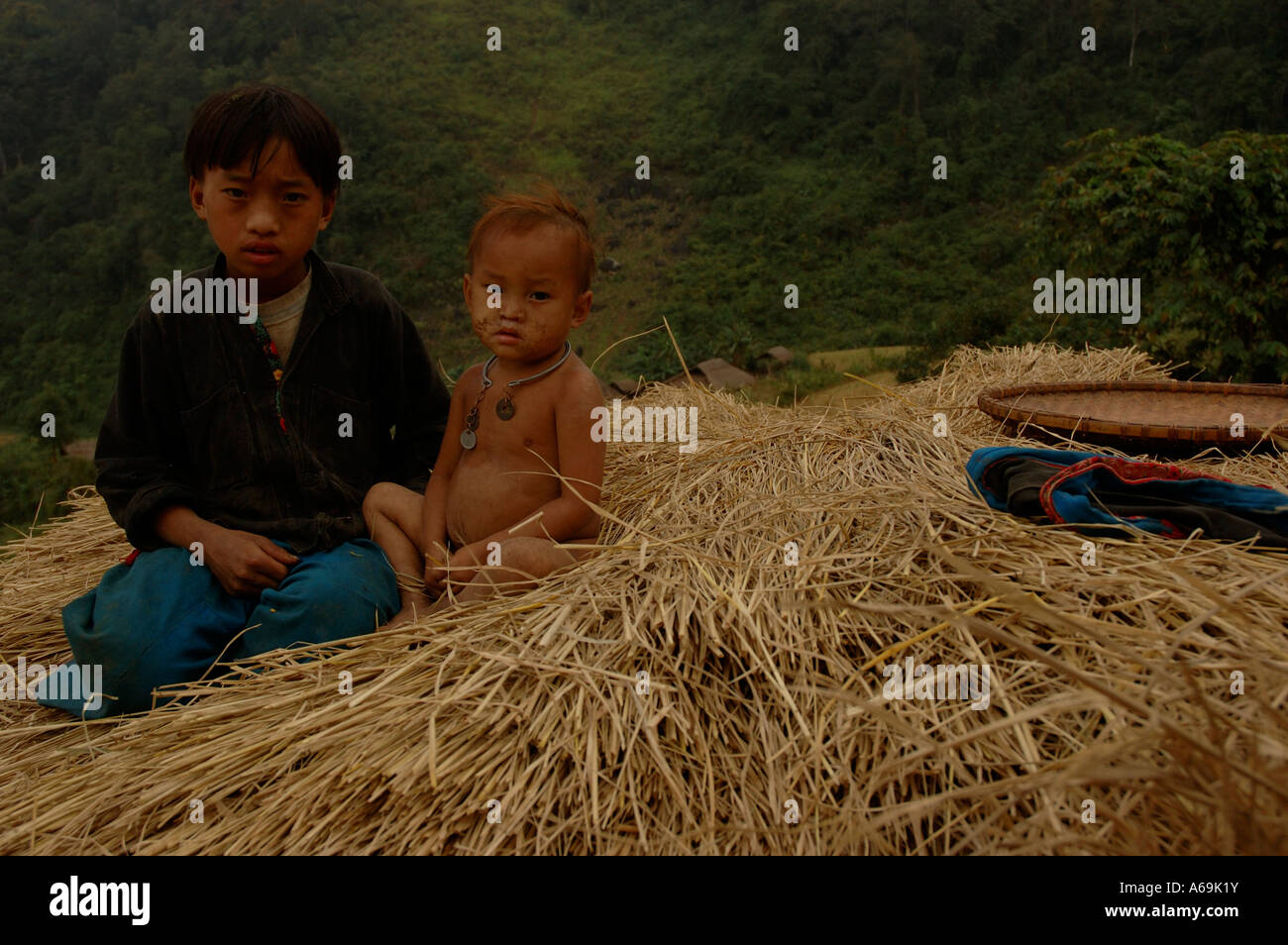 Blue Hmong indigenous boys watch their father harvest rice for the ...