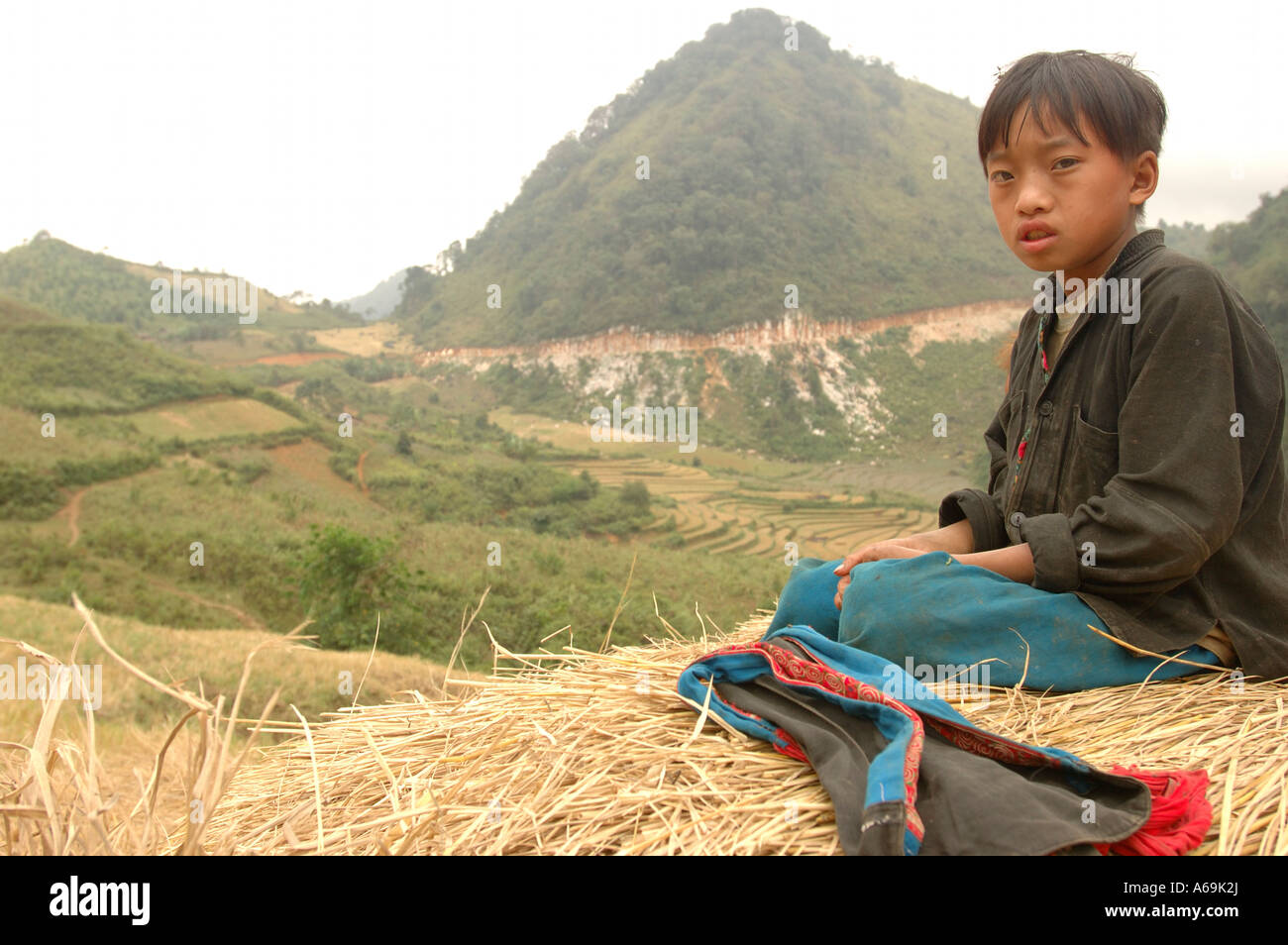 A Blue Hmong indigenous boy takes a rest from harvesting rice for the ...