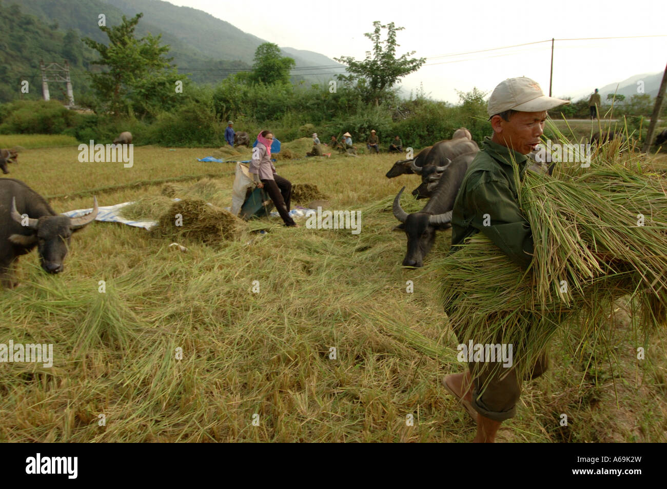 Blue Hmong indigenous people from the community of Satong harvest rice ...
