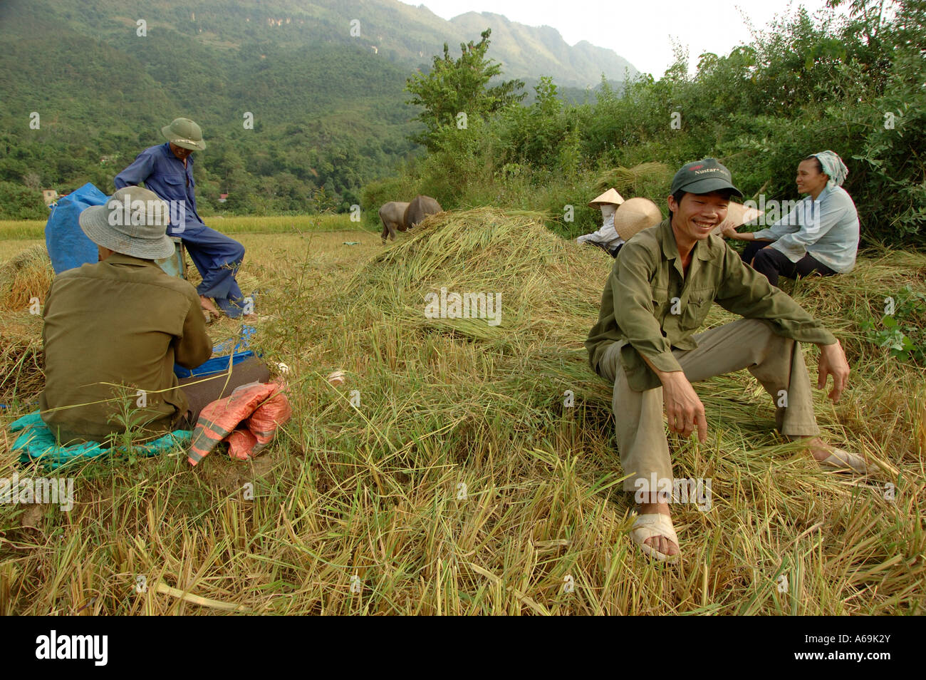 Blue Hmong indigenous people from the community of Satong harvest rice ...