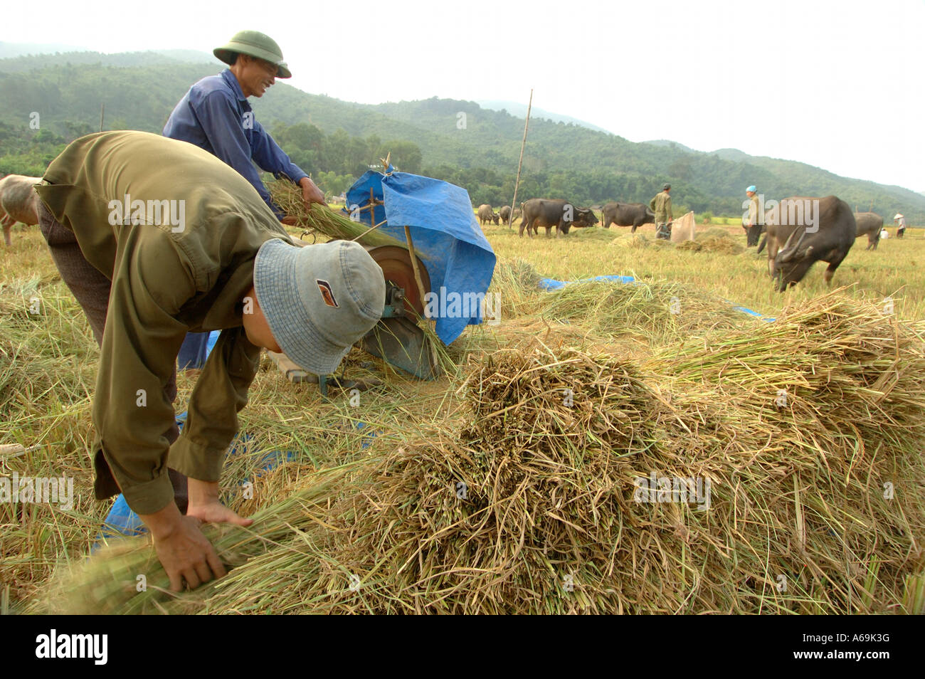 Blue Hmong indigenous people from the community of Satong harvest rice ...