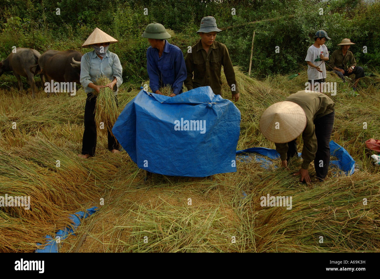 Blue Hmong indigenous people from the community of Satong harvest rice ...